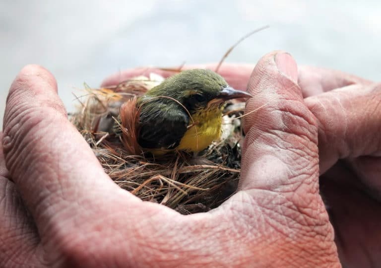 The Trap Man – Humane & Australian Made Animal Cage Traps